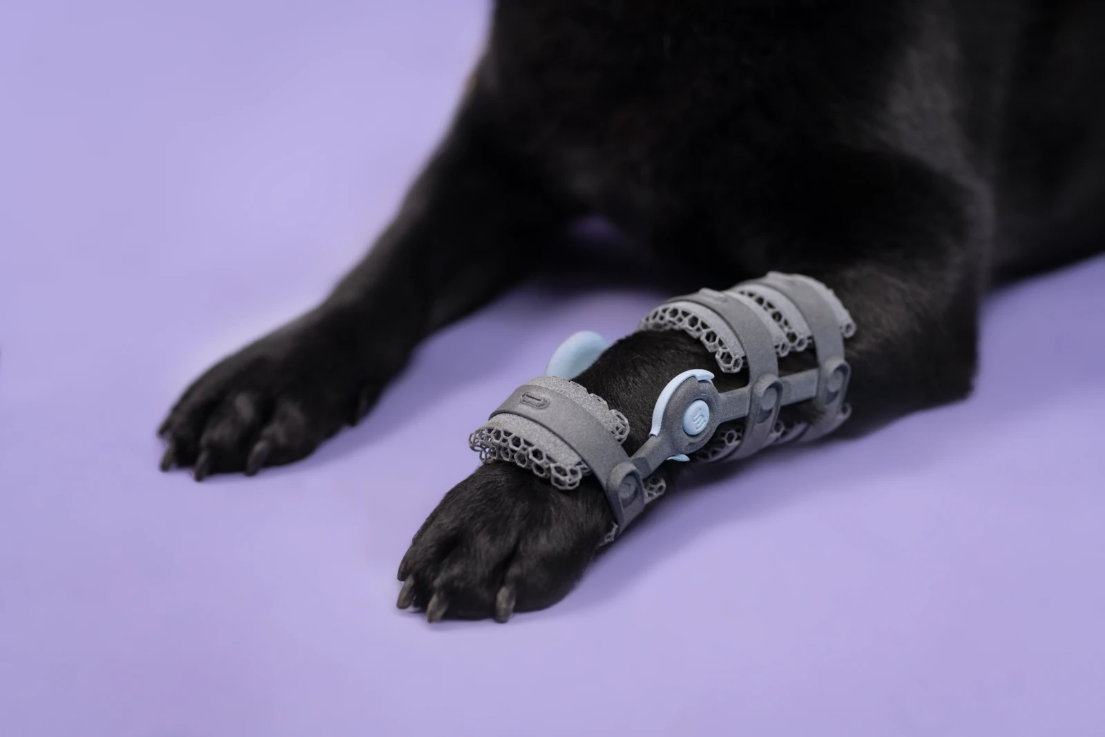 Nupsala and WIMBA Forge Partnership to Enhance Veterinary Care - Nupsala